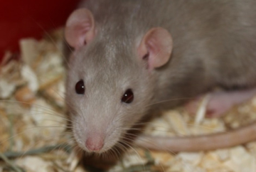 Nagetiere als Haustier - Der große Artenüberblick