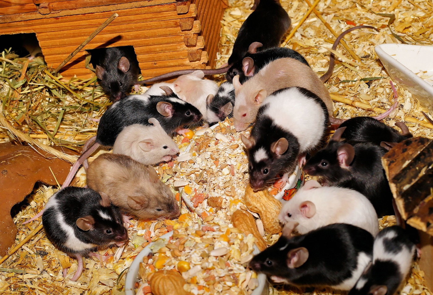 Mäusearten als Haustiere Nagerkäfig - Der beste Käfig für Nagetiere