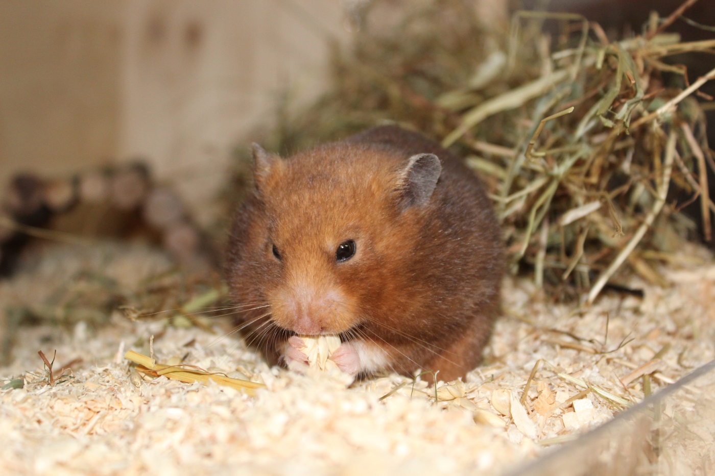 Goldhamster im Portrait: Haltung, Ernährung und Lebenserwartung