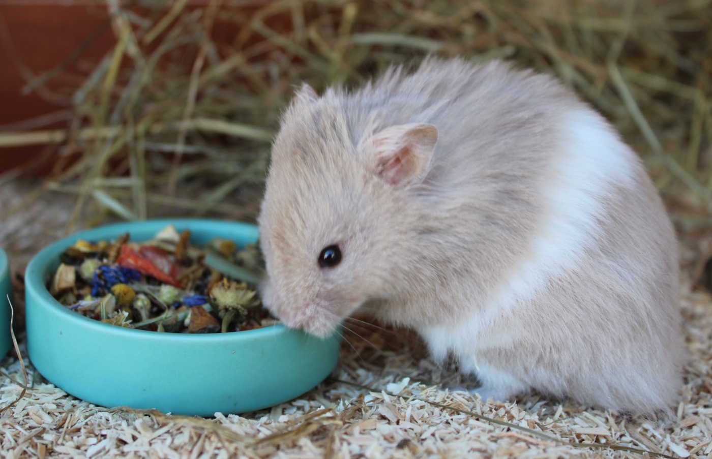 Teddyhamster im Portrait: Haltung, Ernährung und Lebenserwartung