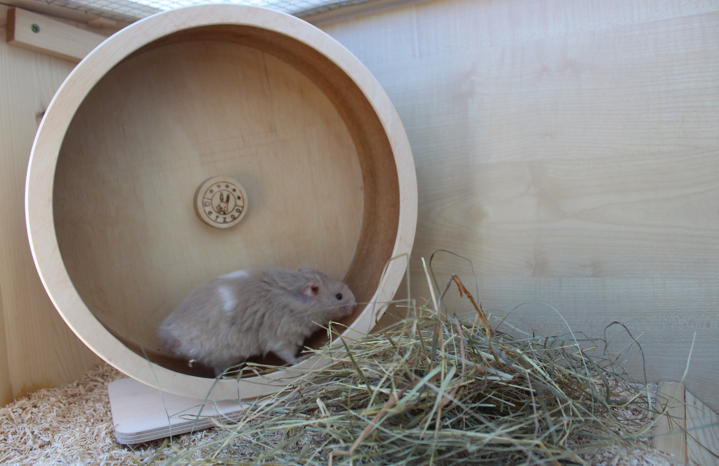 Teddyhamster im Portrait: Haltung, Ernährung und Lebenserwartung