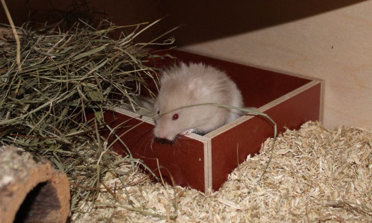 Teddyhamster im Portrait: Haltung, Ernährung und Lebenserwartung