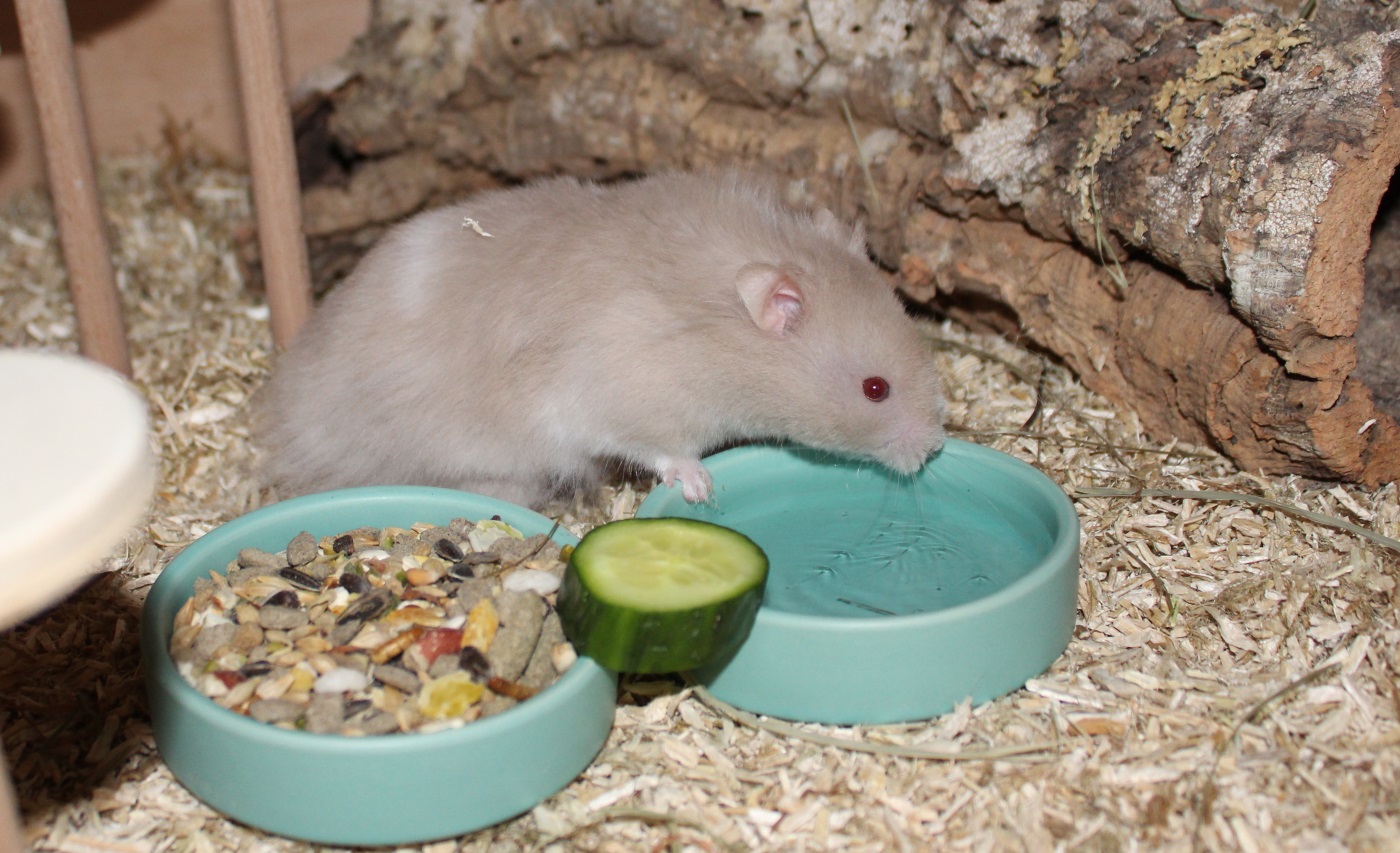 Teddyhamster im Portrait: Haltung, Ernährung und Lebenserwartung